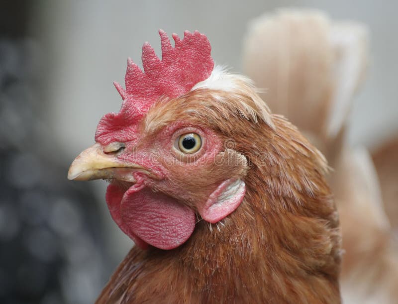 Chicken head stock image. Image of rostrum, looking, closeup - 887717