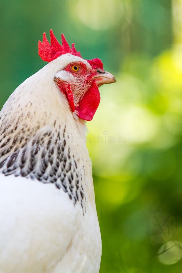 Chicken head stock image. Image of animal, color, nature - 40512019
