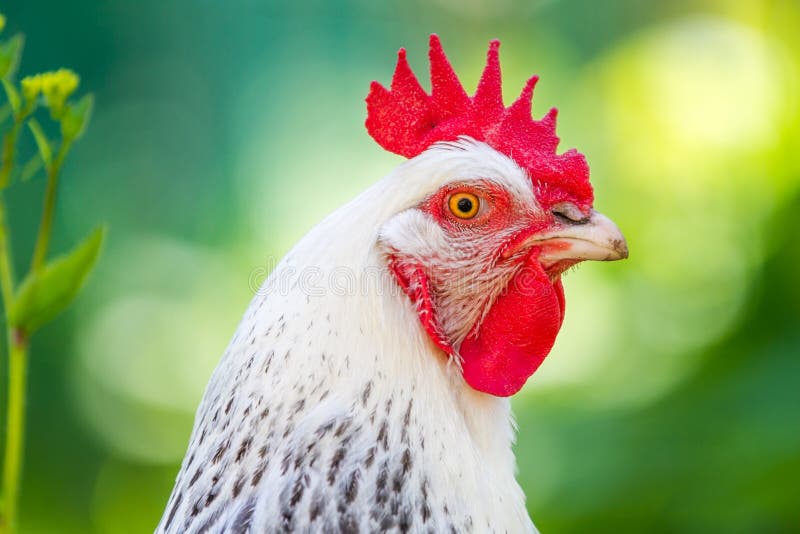 Chicken head stock photo. Image of farm, animal, close - 16502678