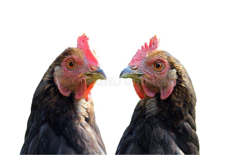 Chicken head stock image. Image of agriculture, colors - 32906889