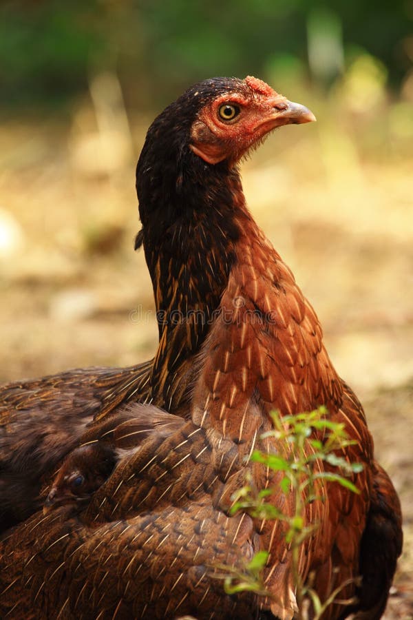 Chicken head stock image. Image of animal, eating, chickens - 35074555