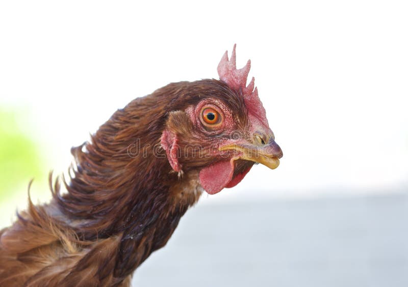 Chicken head stock photo. Image of beak, fowl, chicken - 72554704
