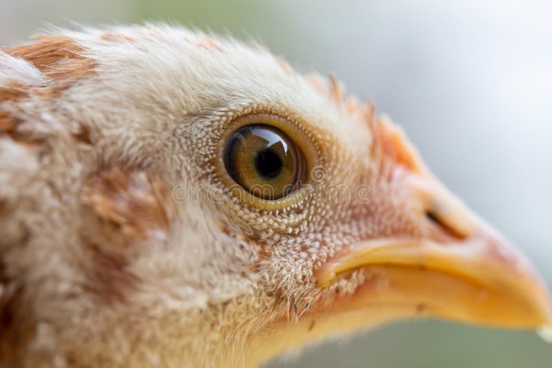 Chicken head close-up stock image. Image of beak, isolated - 223804175