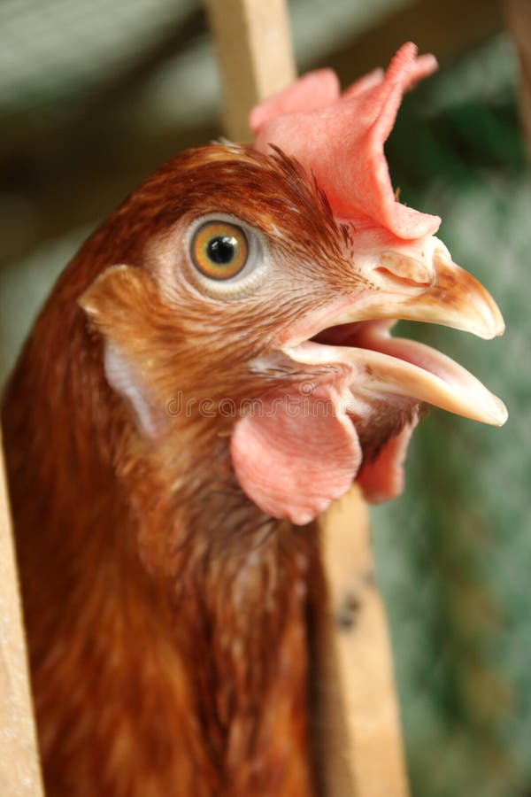 933 Chicken Head Side Stock Photos - Free & Royalty-Free Stock Photos ...