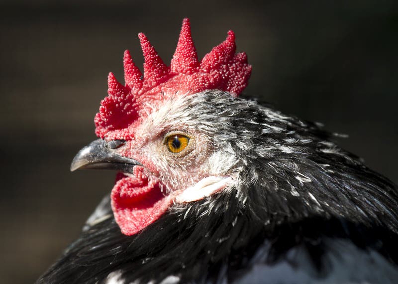 19,878 Chicken Head Photos - Free & Royalty-Free Stock Photos from ...