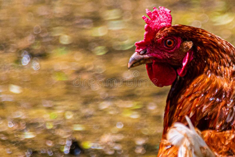 Chicken Head Close Up Side View Stock Photo - Image of brown, white ...