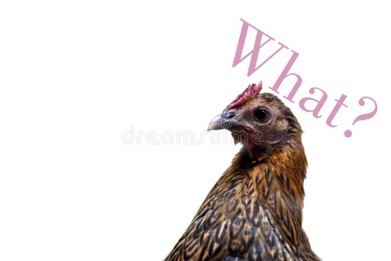 254 Chicken Question Stock Photos - Free & Royalty-Free Stock Photos ...