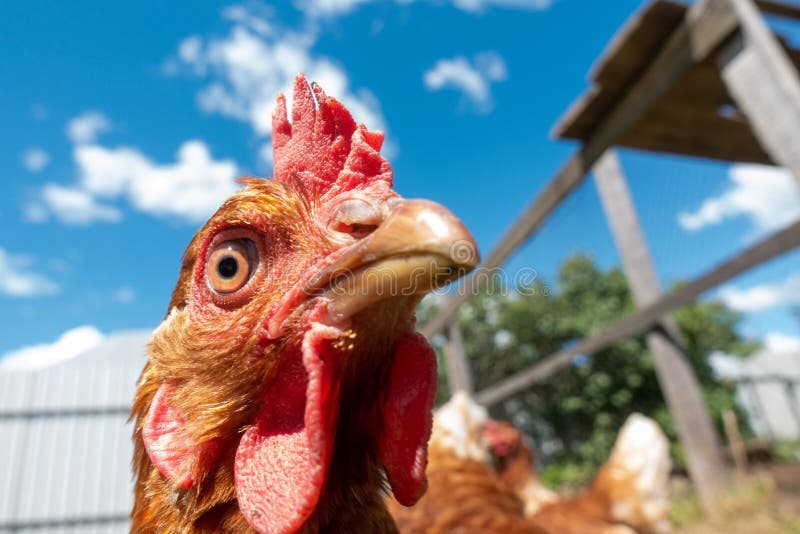Chicken Head Looking at the Camera from Above Close Up Stock Image ...