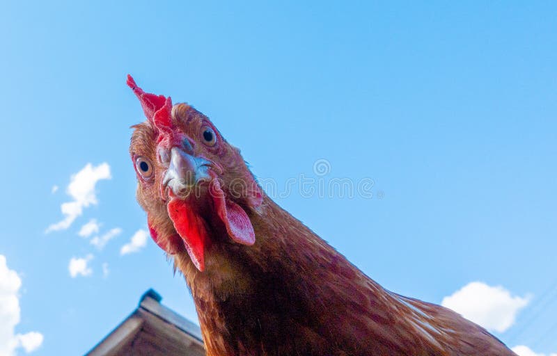 Chicken Head Looking at the Camera from Above Close Up Stock Photo ...