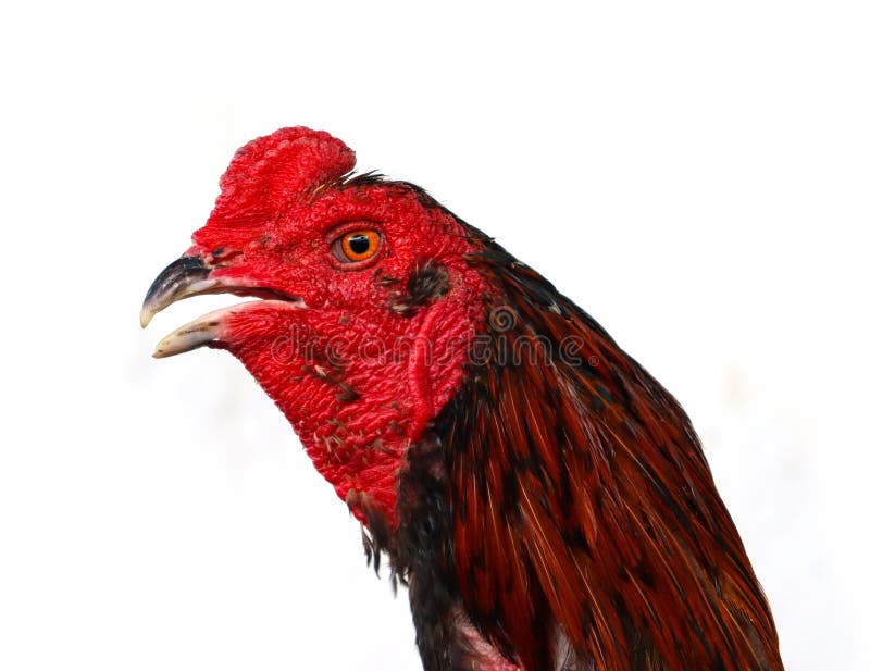 444 Chicken Cut Head Stock Photos - Free & Royalty-Free Stock Photos ...