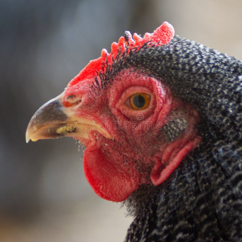 Chicken Hen Face Closeup Body Nature Stock Image - Image of beautiful ...