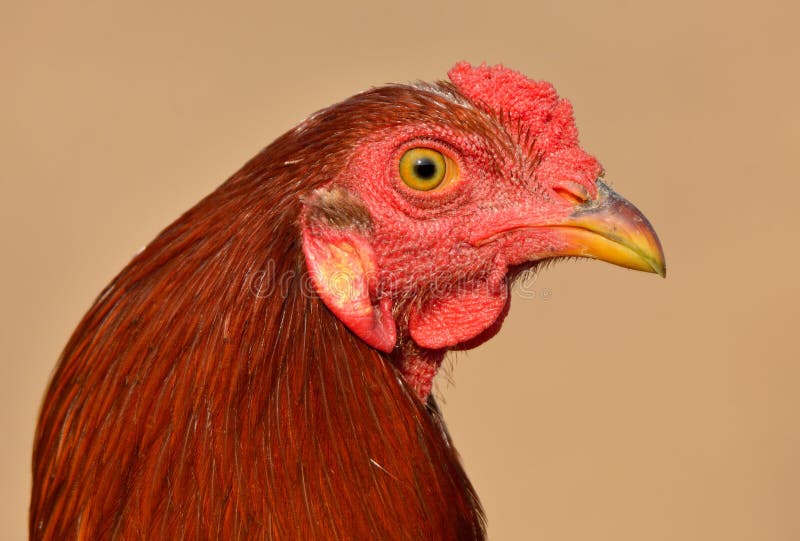 A chicken portrait stock image. Image of chicken, birds - 176063535