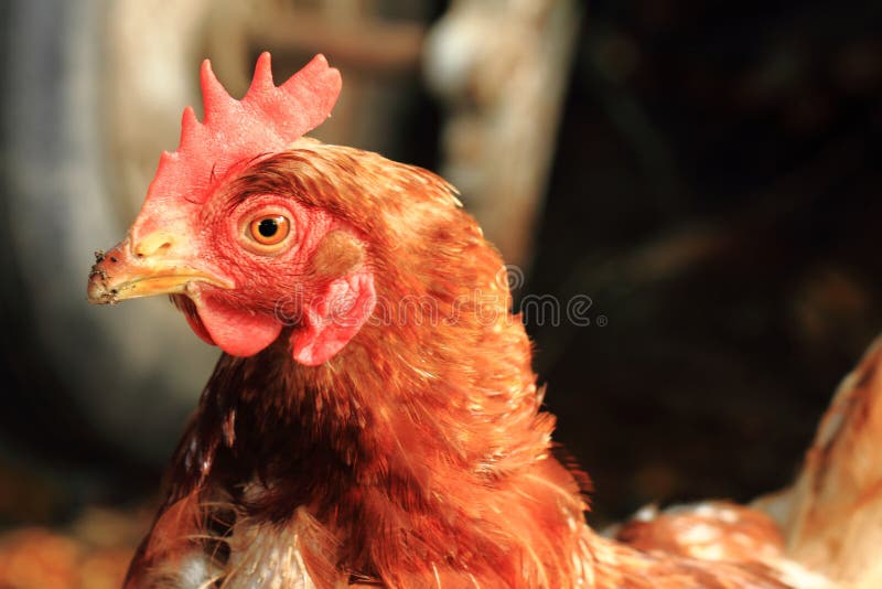 Chicken head stock photo. Image of beak, farm, chicken - 60117502