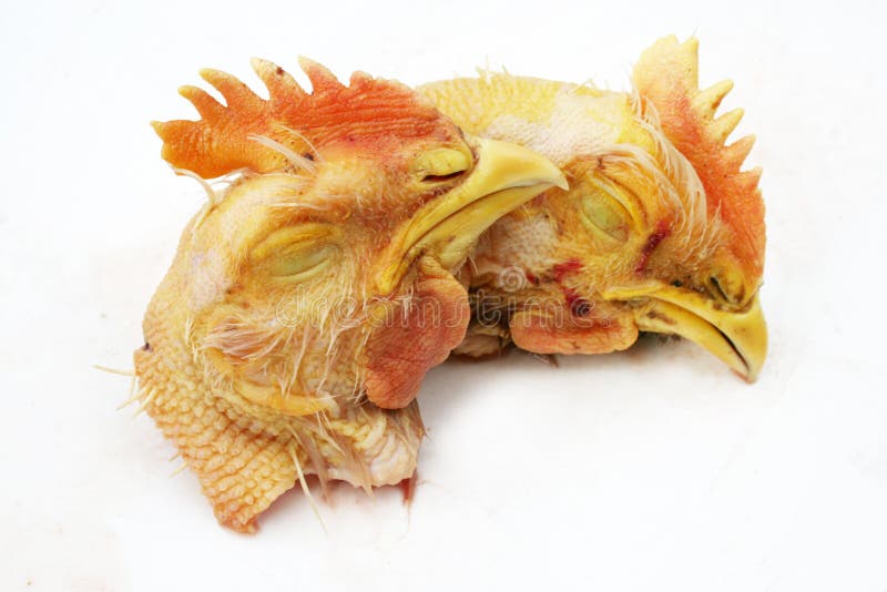 Chicken heads stock photo. Image of traditional, kill - 55455274