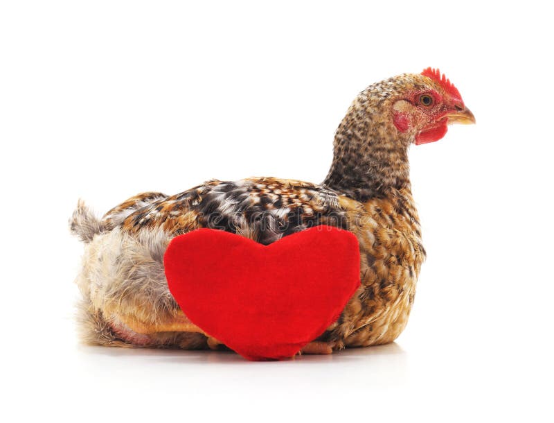 167 Rooster Chicken Heart Stock Photos - Free & Royalty-Free Stock ...