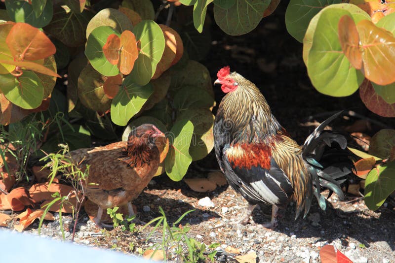 Chicken, hen and coak stock photo. Image of wild, plant - 149766194