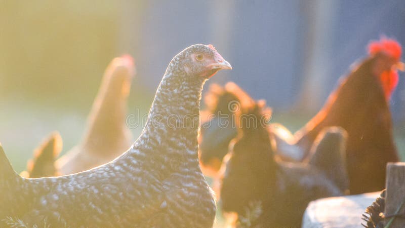 Chicken hen and cockerel stock image. Image of outside - 128855463