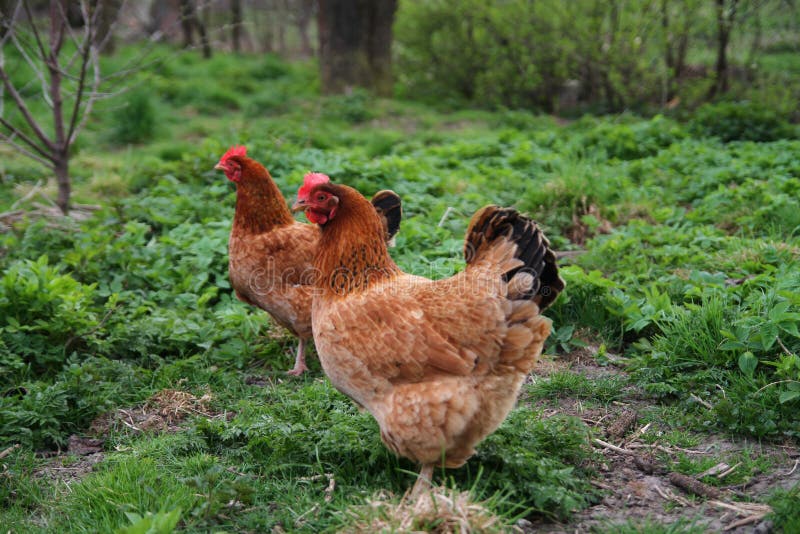 Chicken Hen stock photo. Image of bird, outdoors, outdoor - 49057564