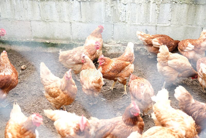 Chicken hen in farm stock photo. Image of fowl, livestock - 195404630