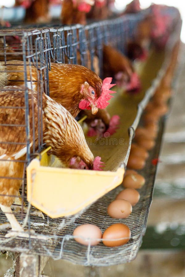 The Chicken or Hen in Farm with Eggs Stock Photo - Image of bulb ...