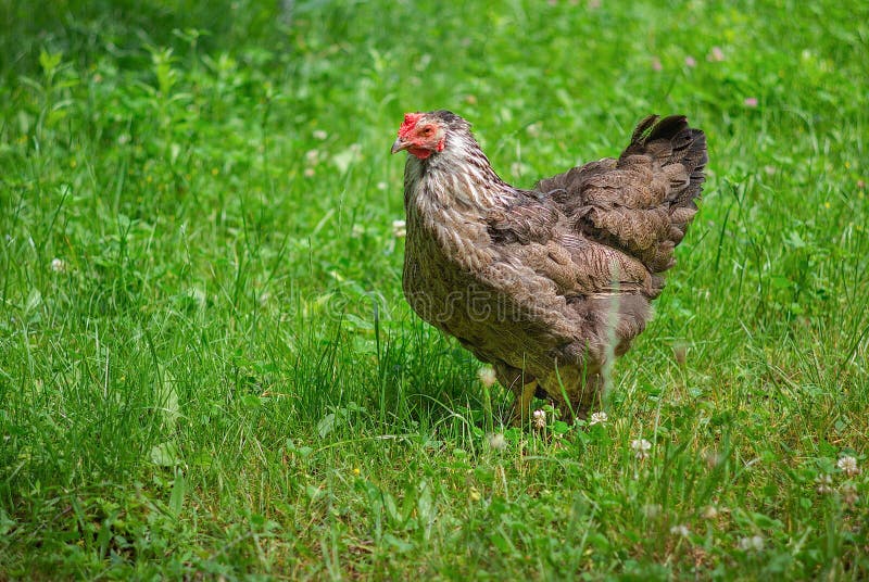 Chicken hen in the grass stock photo. Image of grass - 53604310