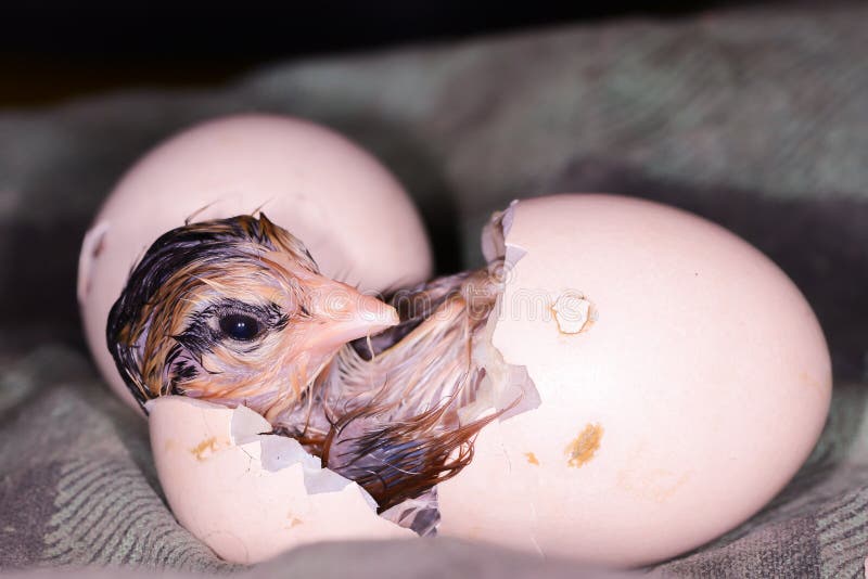 The chicken stock photo. Image of life, hatch, hens, household - 39284276