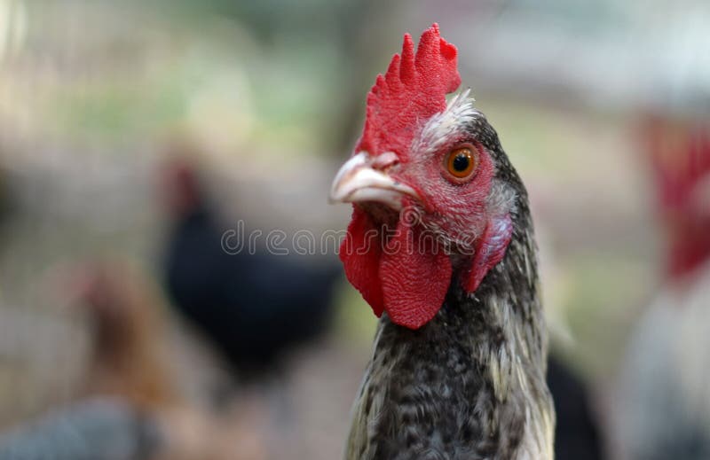 Chicken Hen Head Close Up.Close-up Close-up Detail of Spotted Hen ...