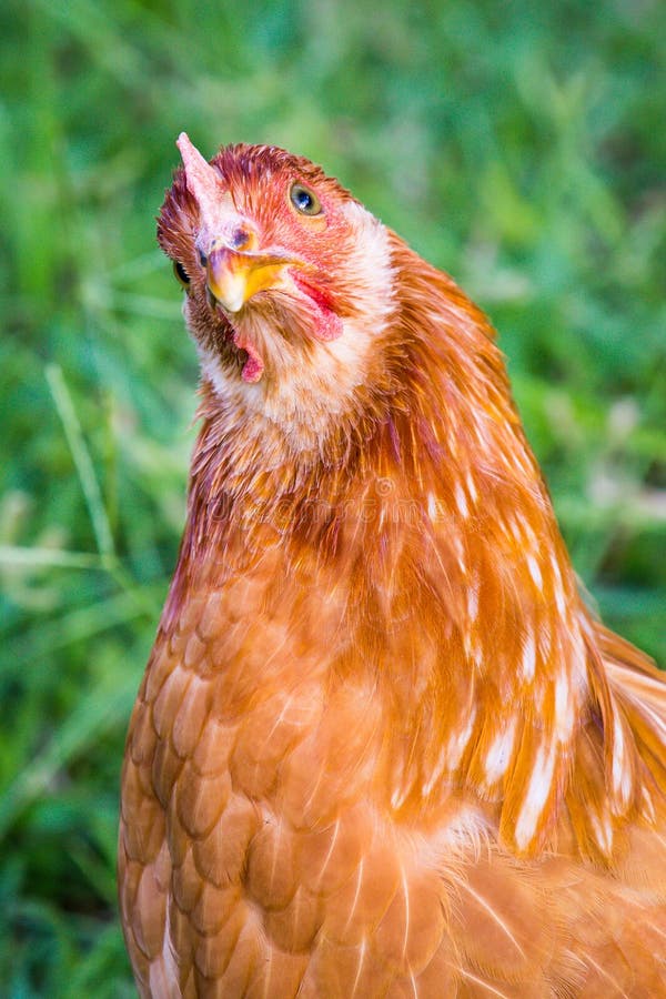 933 Chicken Head Side Stock Photos - Free & Royalty-Free Stock Photos ...