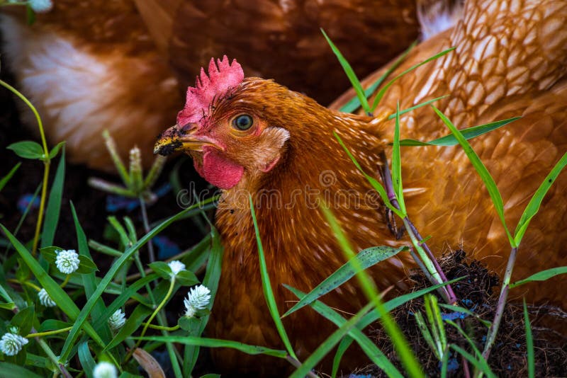 933 Chicken Head Side Stock Photos - Free & Royalty-Free Stock Photos ...