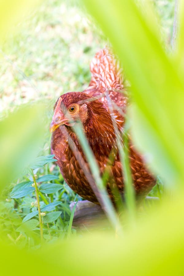 933 Chicken Head Side Stock Photos - Free & Royalty-Free Stock Photos ...