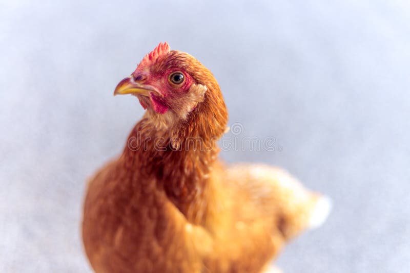 933 Chicken Head Side Stock Photos - Free & Royalty-Free Stock Photos ...