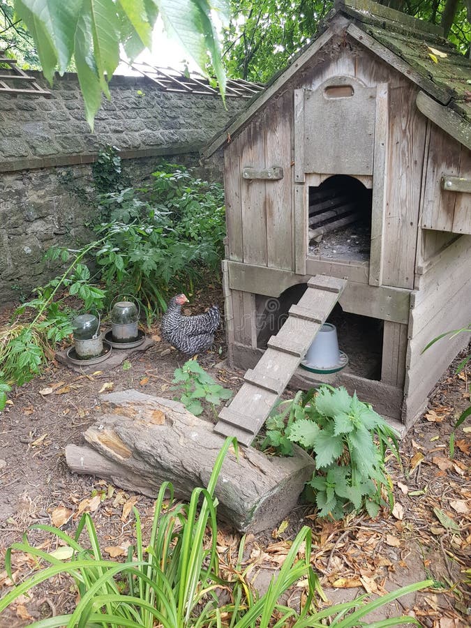 Chicken hen house. stock photo. Image of rural, wood - 120477584