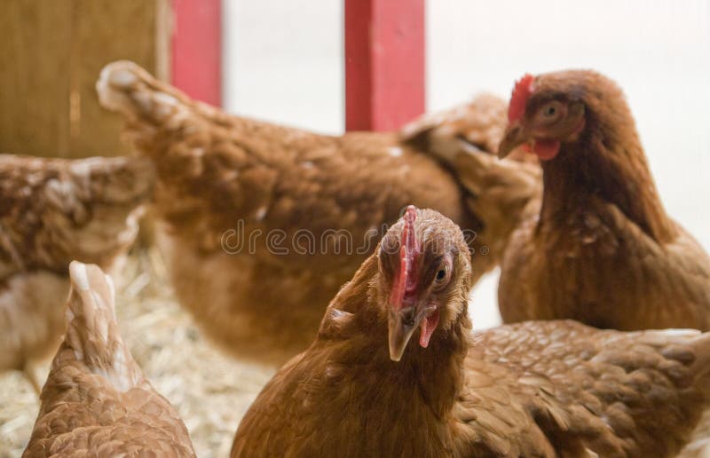 Chicken in a hen house stock photo. Image of husbandry - 36513966