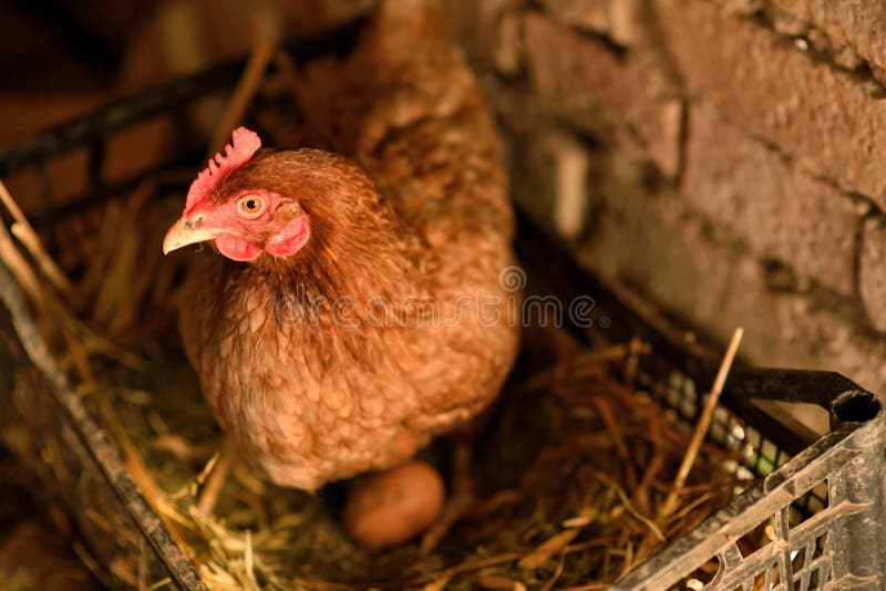 Chicken hen on nest stock photo. Image of hatch, interior - 79904048