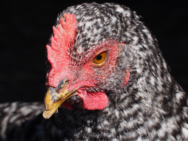 Chicken Hen Portrait stock image. Image of wattle, bird - 43952575