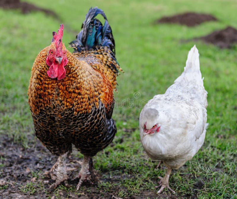 Chicken and Hen Walking Side by Side Stock Image - Image of house, herd ...