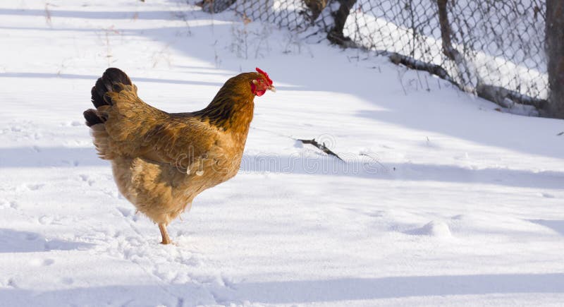 Chicken, Hen in Winter in the Snow Stock Photo - Image of livestock ...