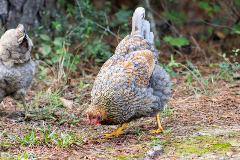 Chicken Hens Free Range Foraging Stock Photo - Image of duck, bird ...
