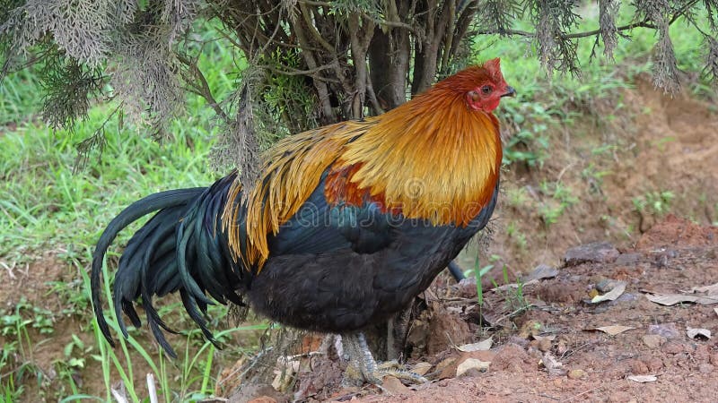 Chicken Hiding In The Grass Stock Photo - Image of yellow, spring: 2012510