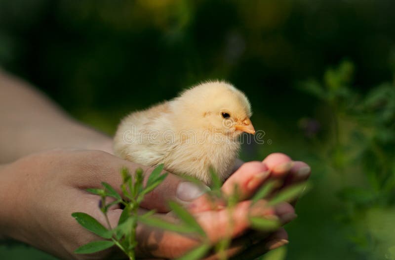 Chicken in his hand stock image. Image of small, human - 22961219