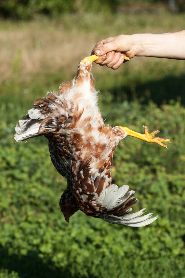 Chicken stock image. Image of fauna, care, agricultural - 77769131