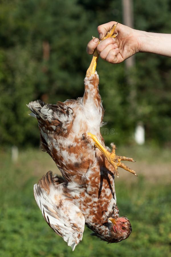 Chicken stock photo. Image of hand, bird, chicken, claws - 77769222