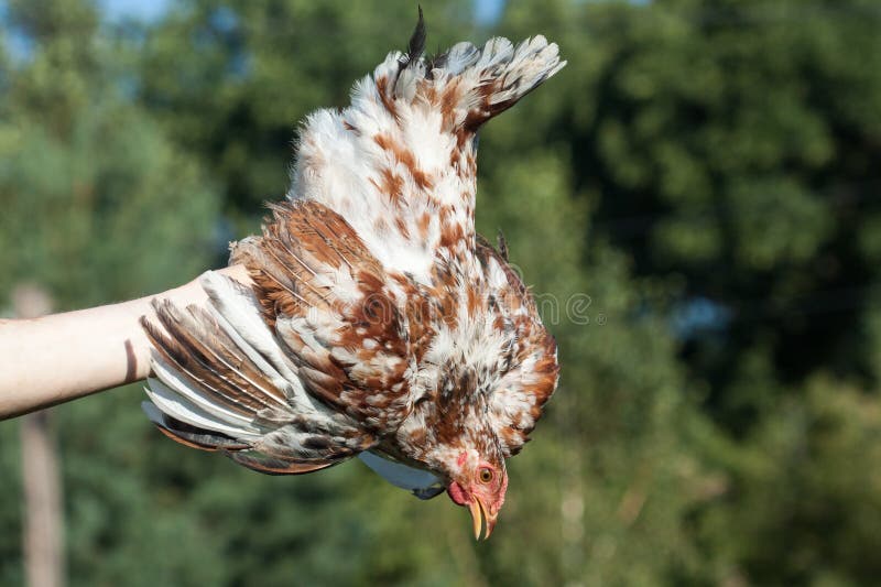 Chicken stock photo. Image of protection, claws, hand - 77769386