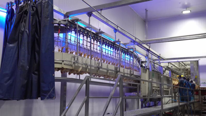 Chicken on Conveyor Chain in Technological Process Line . Stock Video ...