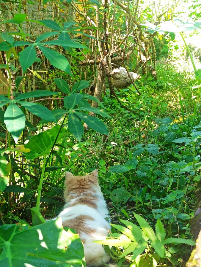 Chicken hunting cat stock photo. Image of green, tree - 277103632