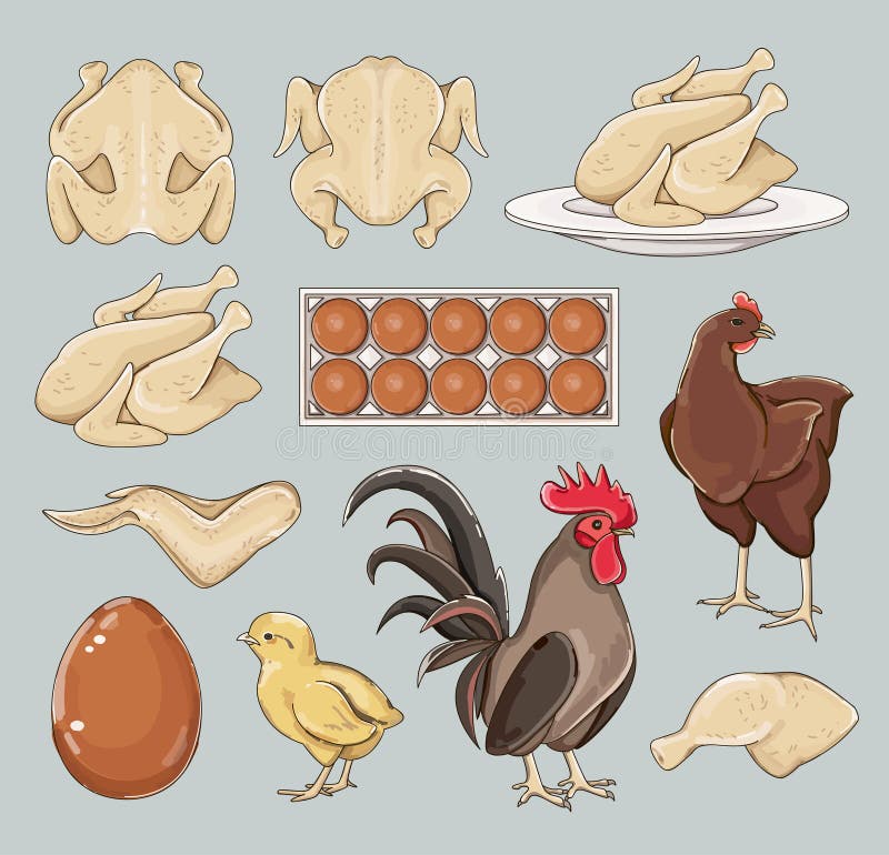 Chicken icons set stock vector. Illustration of cooked - 97267005
