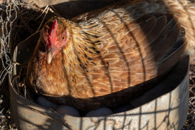 Chicken Incubating Its Eggs Inside an Aluminum Container Stock Image ...