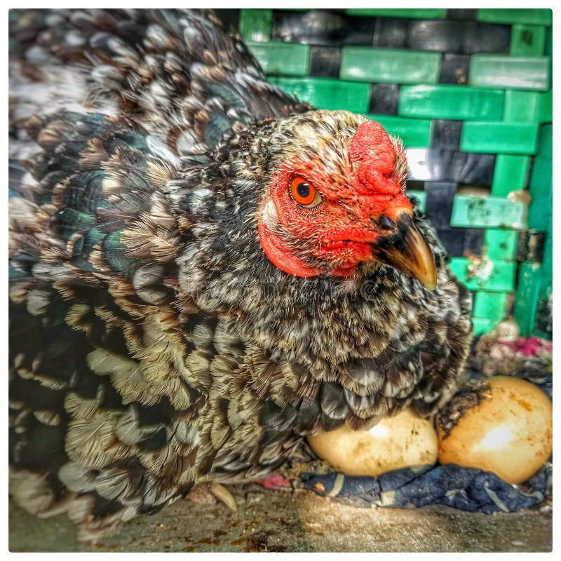 A Chicken Incubating Its Eggs is Very Interesting Stock Image - Image ...