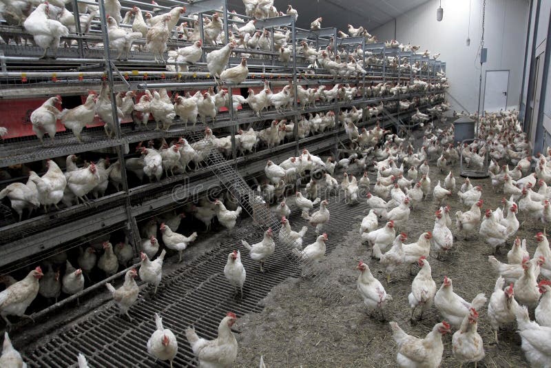 Chicken Inside Organic Egg Farm Stock Photo - Image of livestock ...