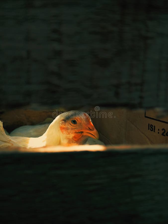 A Chicken Inside a Wooden Box To Sell in a Market Stock Image - Image ...